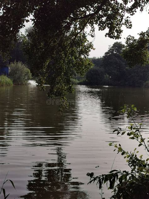 Tree Reflection Nature Stock Photo Image Of River Plant