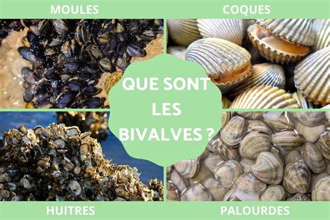 Bivalve Mussels Definition At Jon Dustin Blog