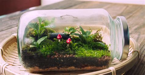 18 Terrarium Facts