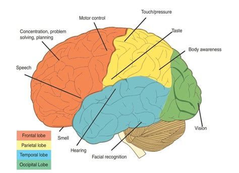 4 Brain Regions For Localization Of Function Obenaus 2016 However