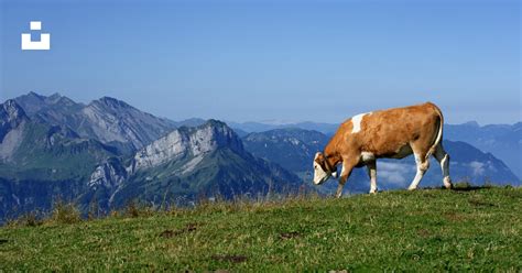 낮에는 푸른 하늘 아래 푸른 들판을 바라보는 산에서 갈색과 흰색 소가 사진 Unsplash의 무료 스투스 이미지