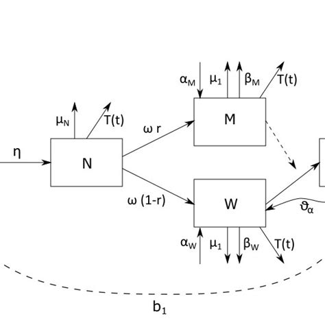 A Schematic Representation Of The Five Compartment Model 13 With Download Scientific Diagram