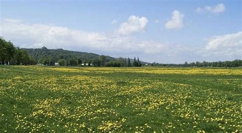 Окружающии мир 4 класс ч 1 тема урока Жизнь луга с 170 177 Школа России Смотреть онлайн