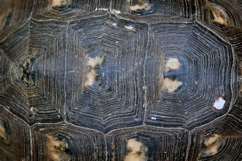 Turtle Shell Texture Stock Photo Sirylok 4334358