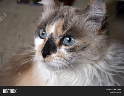 Dilute Calico Cat With Blue Eyes