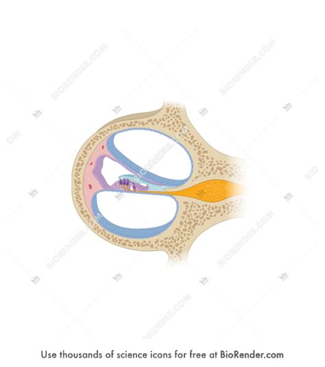 Free Cochlear Duct Cross Section Icons Symbols And Images Biorender
