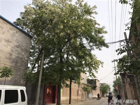 又到一年槐花季好吃又好看的槐花你看到了嗎 每日頭條