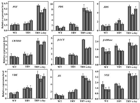 Relative Transcript Levels Of The Genes In The Carotenoid Biosynthetic