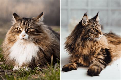 Norwegian Forest Cat Size Comparison Maine Coon At Melvin Thompson Blog
