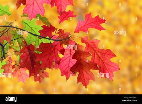 Beautiful Faded Red Leaves In The Tree Over Orange Autumn Forest Background Stock Photo Alamy