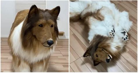 Япон залуу нохой болохын тулд 15 мянган ам доллар зарцуулжээ