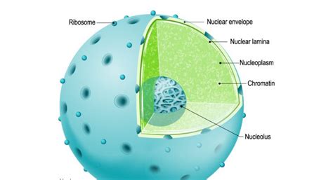 Nucleus Definition Structure Characteristics And Functions Class 9 CBSE Class Notes