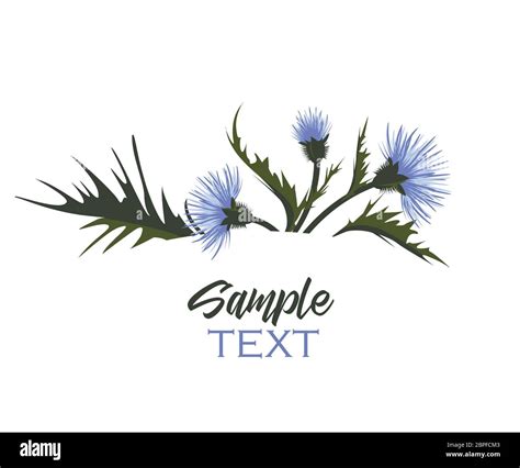Vector Illustration Thistle With Leaves On A White Background Stock