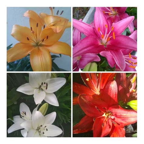 Liliums Plantas Florales Cuotas Sin Interés