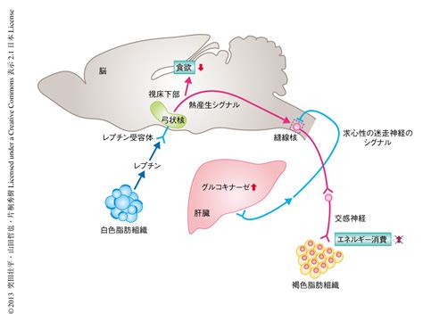肝臓のグルコキナーゼは神経ネットワークを介し褐色脂肪組織における熱産生を制御することにより肥満になりやすさをつかさどる ライフサイエンス