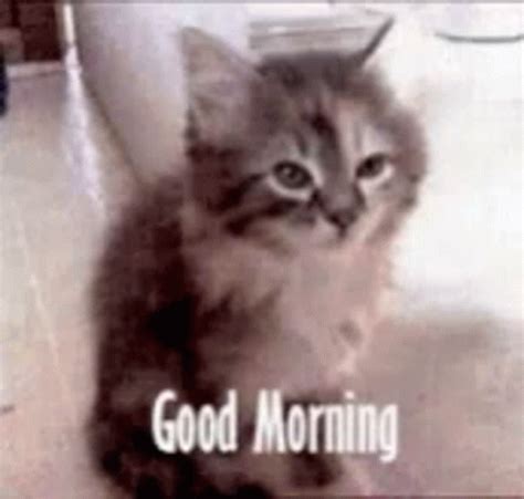 Cat Good Morning Bump Meme 