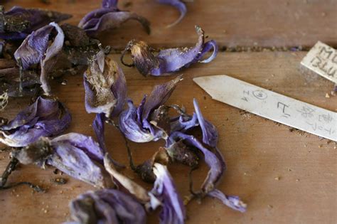 Response To Stimuli Characteristics Of Life