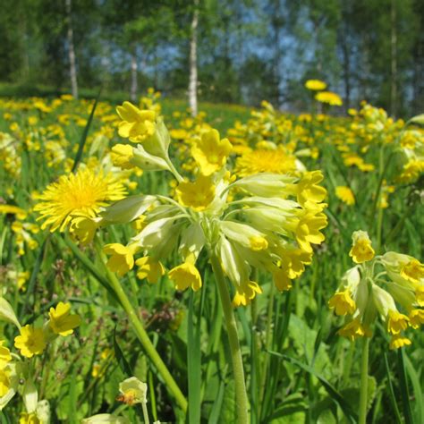 Cowslip Primula Veris Seeds