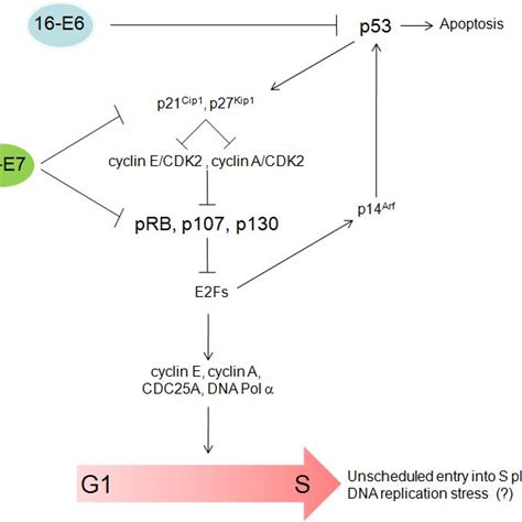Map Of The Hpv 16 Genome Hpv 16 Encodes For 8 Open Reading Frames Download Scientific Diagram