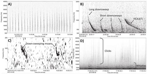 A Spectrogram Of Sperm Whale Clicks Recorded At Station BB On Download Scientific Diagram