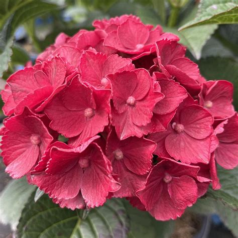 Hydrangea Macrophylla Cherry Go Round™ From Saunders Brothers Inc