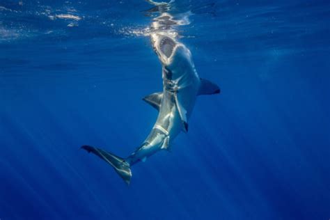 Mako Shark Vs Great White Shark American Oceans