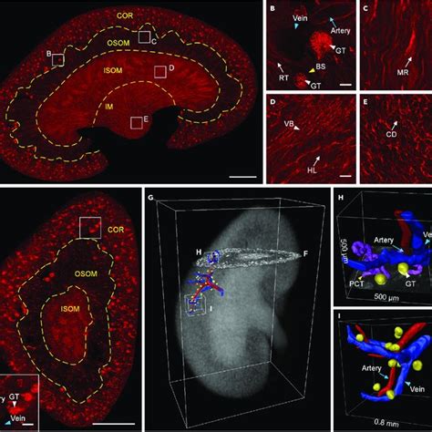 Pdf Cryo Fluorescence Micro Optical Sectioning Tomography For Volumetric Imaging Of Various