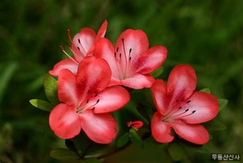 영산홍 종류 네이버 블로그