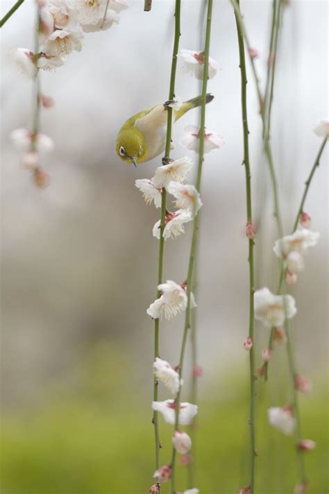 春はもうすぐ GANREF