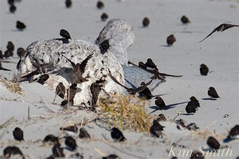Tree Swallow Migration Kim Smith Films