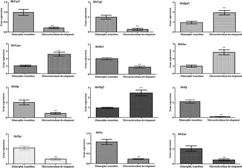 Overview Of Two Distinct M Rileyi Morphogenesis With Respect To