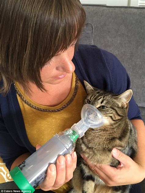 Durham Owner Gives Her Cat An Inhaler After She Was Diagnosed With Asthma Daily Mail Online