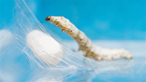 Silkworm Making Silk Types Of Silk International Sericultural