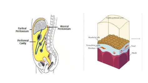 Peritoneum Structure And Function In Peritoneal Dialysis Pptx