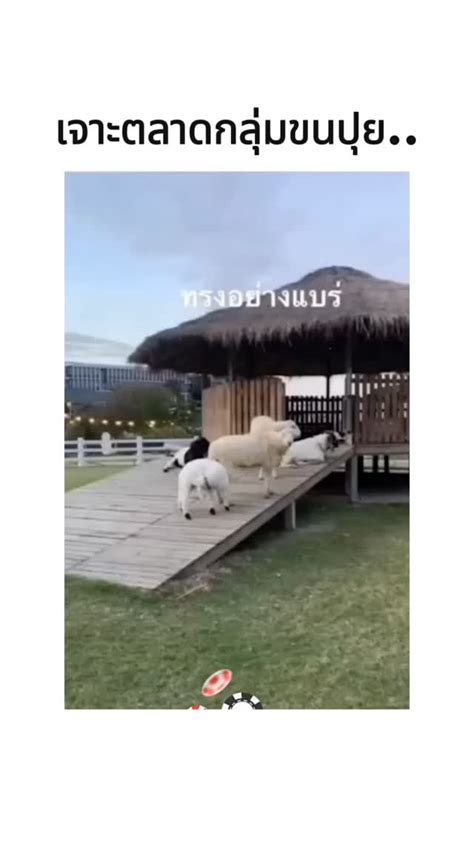 ตอนอยู่ด้วยกัน แมว แมวน่ารัก Cat Catlover ตลก มีม มีมตลก คลิปตลก คลิปฮา ขำขัน แท็ก