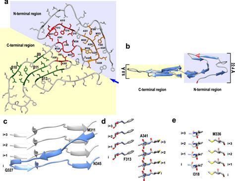 Differences Between The N And C Terminal Regions Of The Amyloid Core