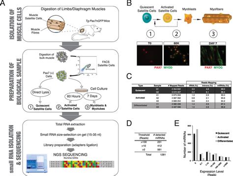Unbiased Identification Of Stage Specific Small Rnas During Lineage Download Scientific Diagram