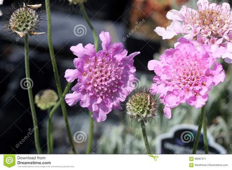 Scabiosa Columbaria `flutter Rose Pink` Stock Image Image Of Flowers