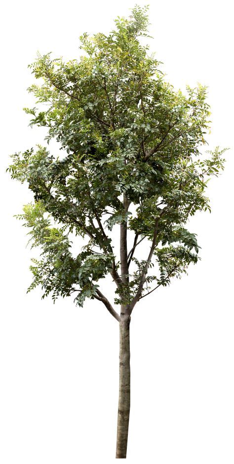 Best Trees Side View Images Tree Photoshop Trees To Plant Tree Psd