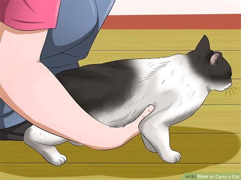 4 Ways To Carry A Cat Wikihow