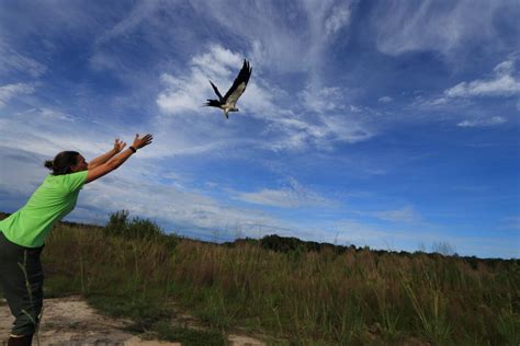 Coalition Supports Swallow Tailed Kite Research To Improve Habitat