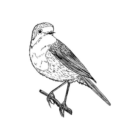 Rubecula Vectors And Illustrations For Free Download Freepik