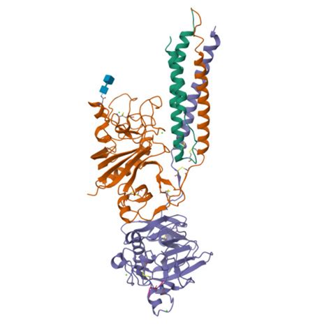 Rcsb Pdb 2hlo Crystal Structure Of Fragment D Dimer From Human Fibrin Complexed With Gly