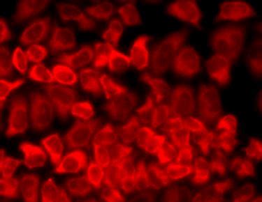Anti Galactosidase Alpha Antibody Arg58844 Arigo Biolaboratories