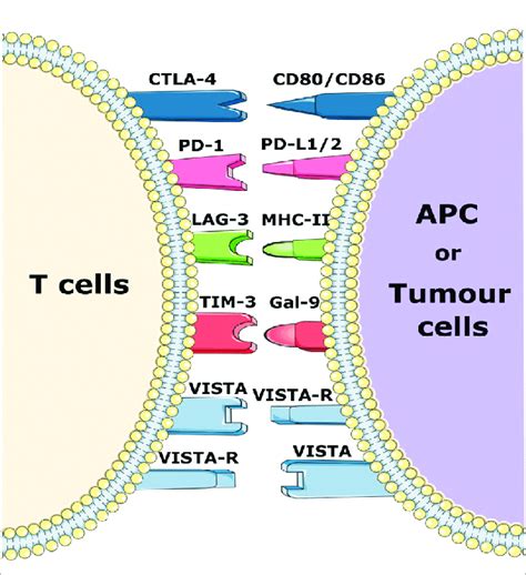 Schematic Representation Of Various Immune Checkpoint Receptors And