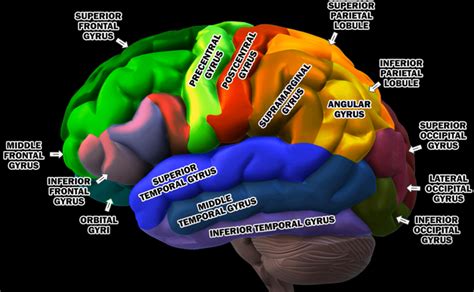 Neuro Science Sharetechnote