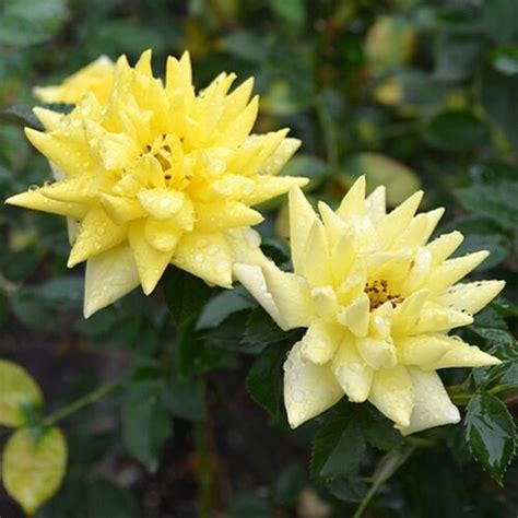 Rise N Shine Roses Name