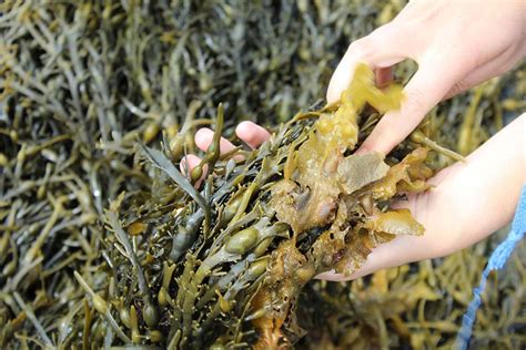 Fucus Vesiculosus Agrimer