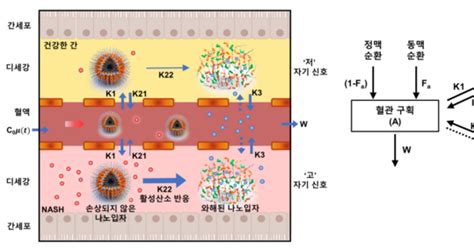 비알콜성 지방간염 Mri로 진단kaist 진단·모니터링 기술 개발