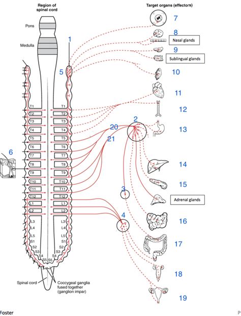 Sympathetic Nervous System Diagram Quizlet